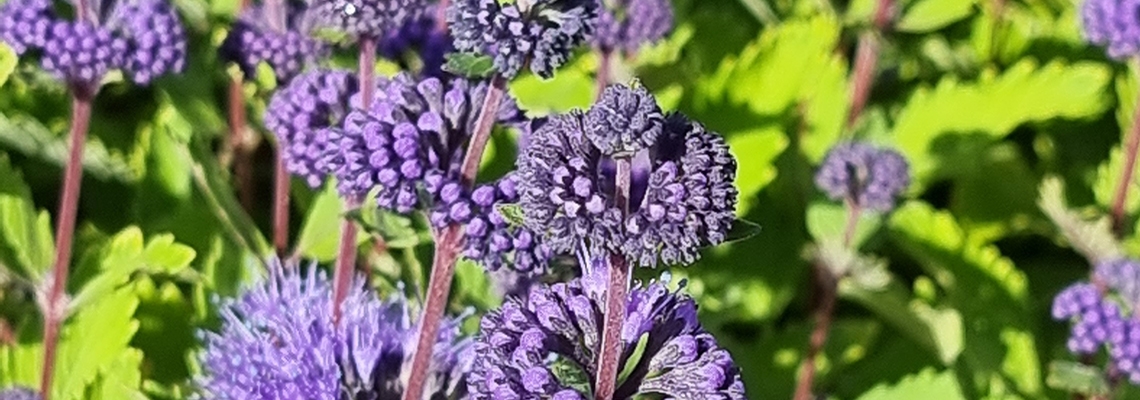 Caryopteris banner.jpg