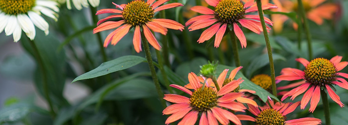 Echinacea Bann0.jpg
