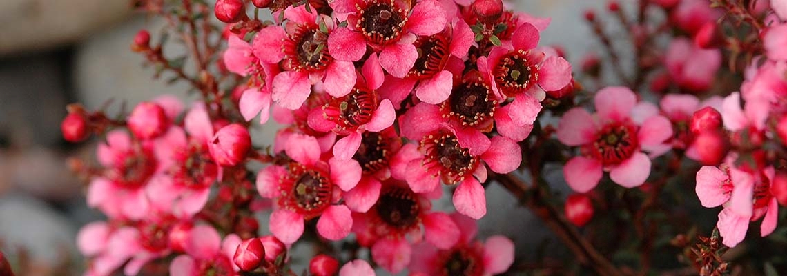 Leptospermum nanum Ruru.jpg