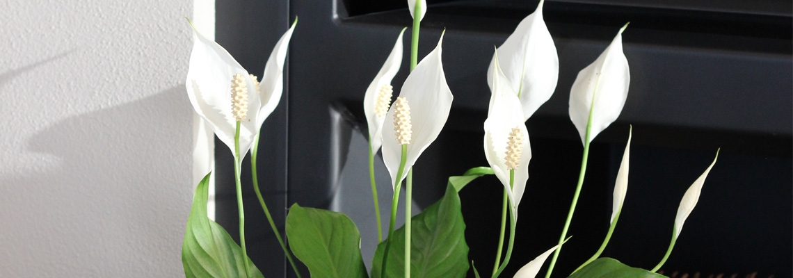 Spath Banner Image3.jpg