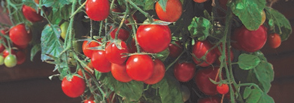 Tomato Tumbling Tom Banner Image2.jpg