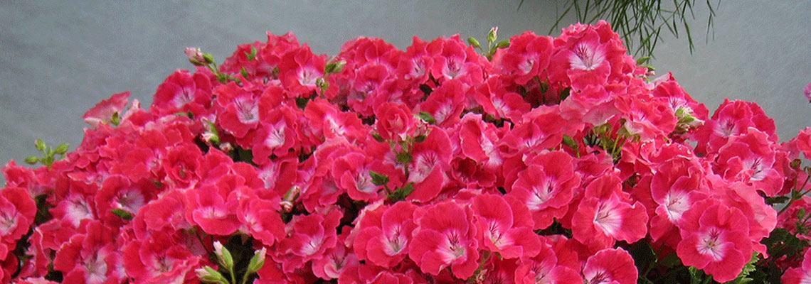 pac_Bermuda_Collection_bann.jpg