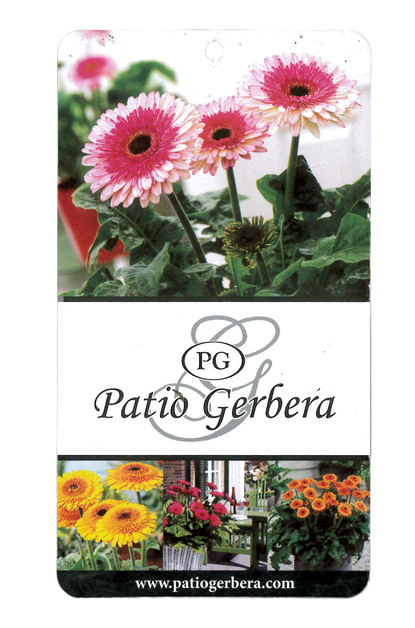patio-gerbera-label.gif