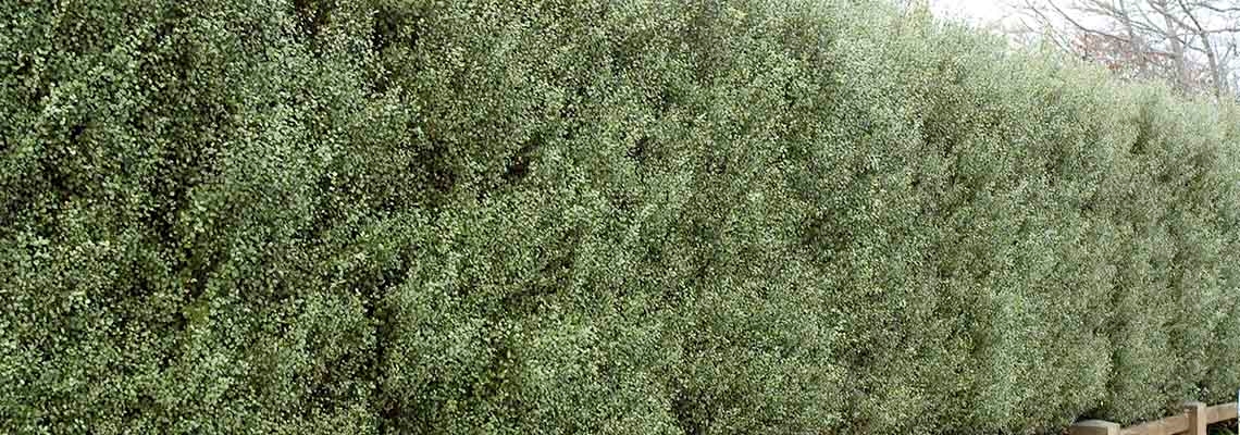 20070710Pittosporum Silver Sheen-_DSC5059.jpg