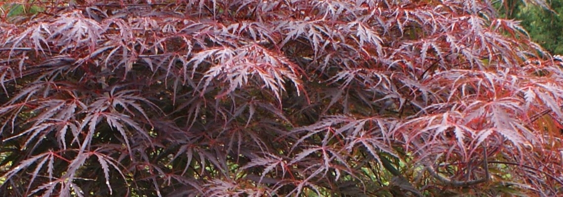 Acer Tamukeyama Banner Image.jpg