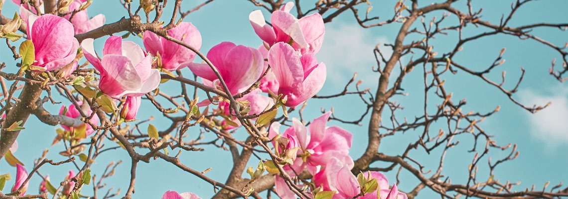 Brixton Bell Banner Image.jpg