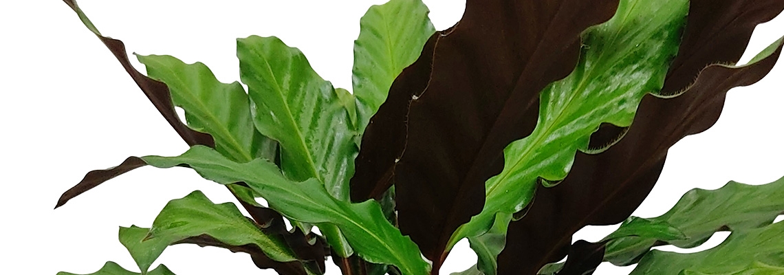 Calathea-Rufibarba.jpg