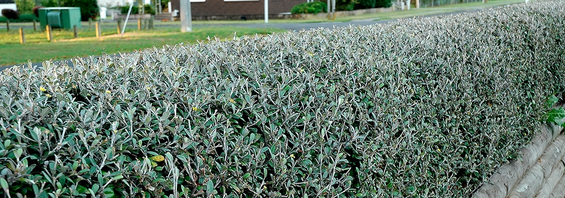 Corokia Frosted Chocolate Good hedge.jpg