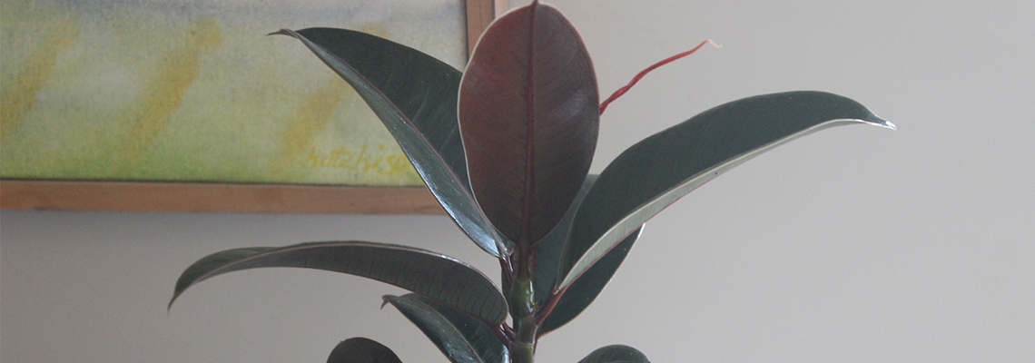 Ficus-Melany-Banner-Image.jpg