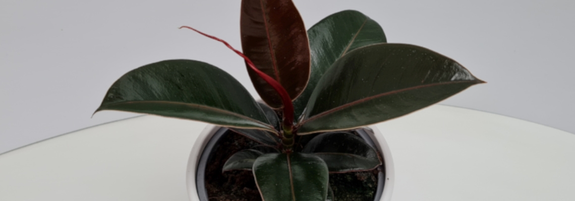 Ficus-Melany-Banner-Image2.jpg