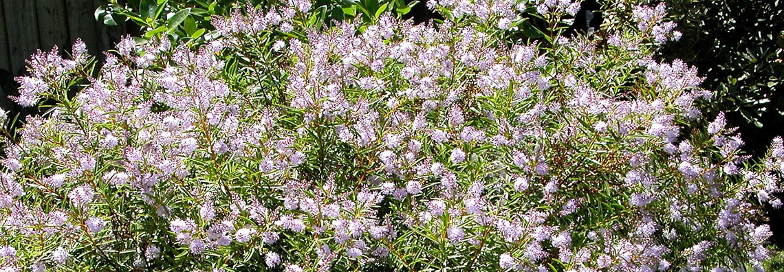 Heb lav lac bann.jpg