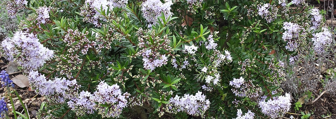 Hebe Diosmifolia banner.jpg