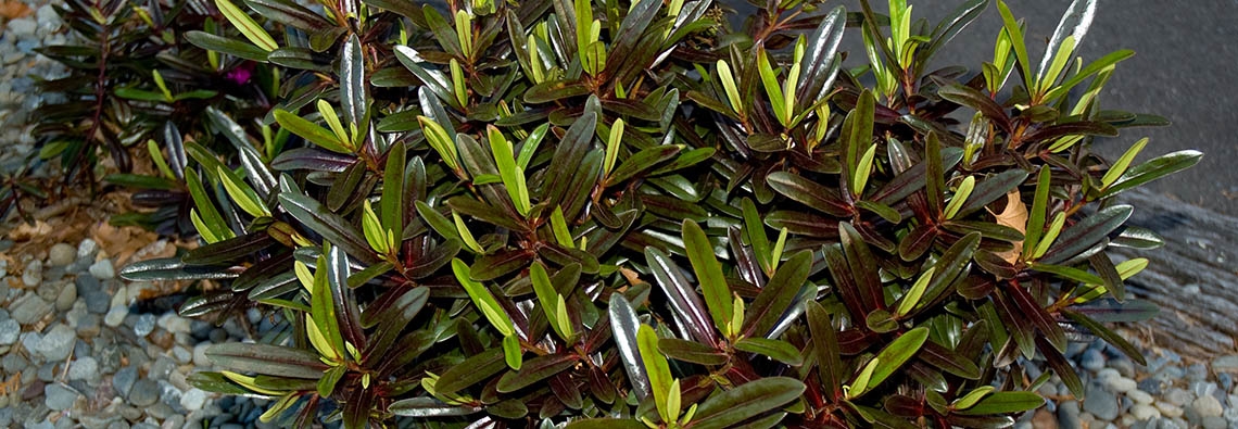 Hebe Flame bann.jpg