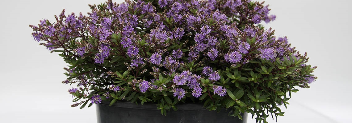 Hebe Violet Cushion (2) banner.jpg