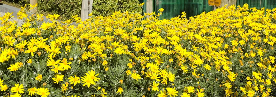 Little Sunray bann.jpg