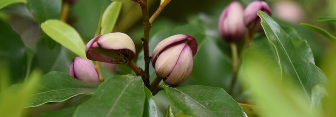 Michelia-Figo-Banner-Image.jpg