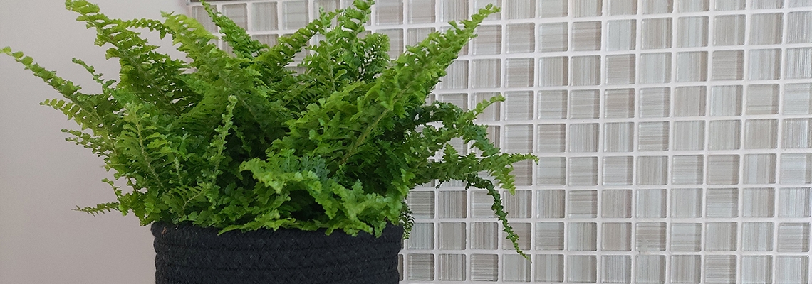 Nephrolepis-Fluffy-Ruffles-Banner-Image.jpg