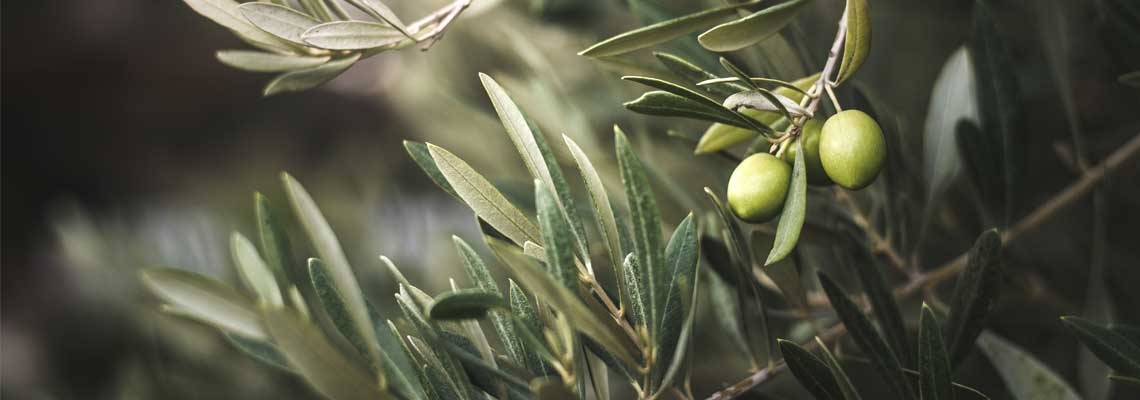 Olive-J5-Banner-Image.jpg