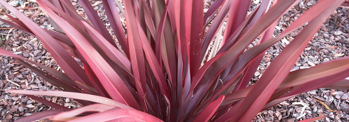 Phormium Ruby Tuesday Garden II.jpg