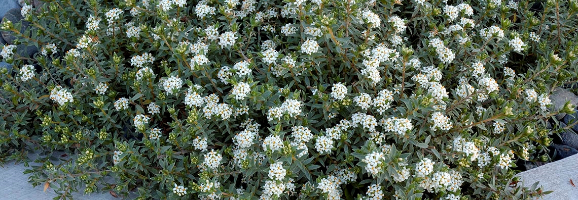 Pimelea Silver Ghost Garden Flower Sept 05 bann.jpg