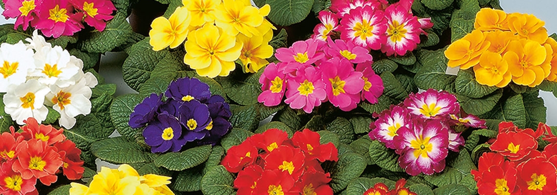 Prim bonelli Bann.jpg