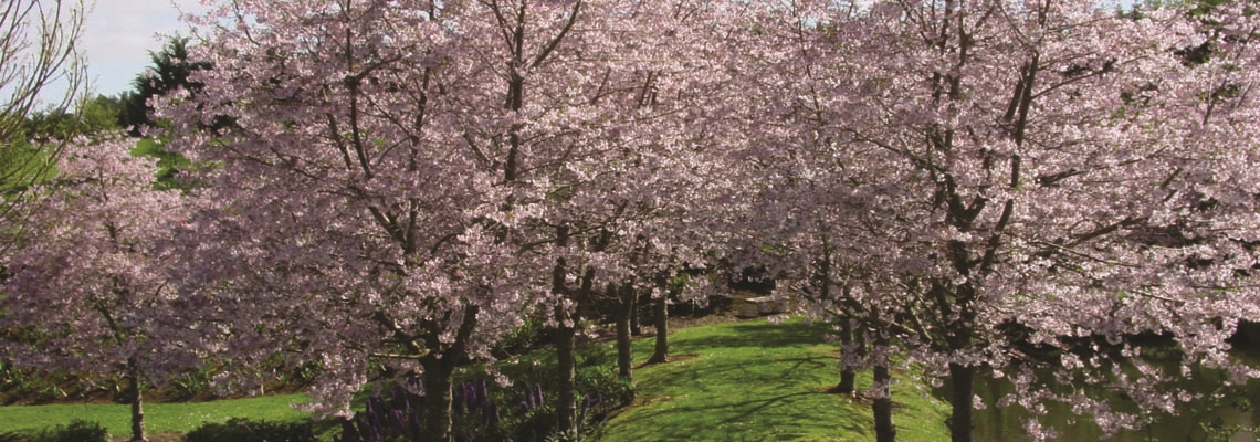 Prunus Awanui Flowers Banner1.jpg