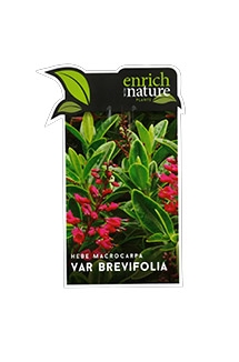 Shrub