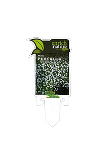 Ground Cover