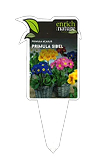 Perennial