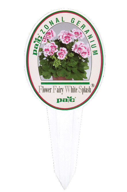 Perennial