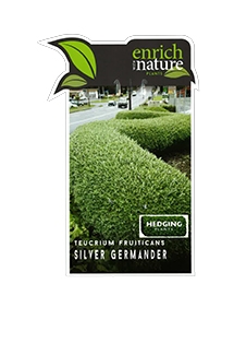 Shrub