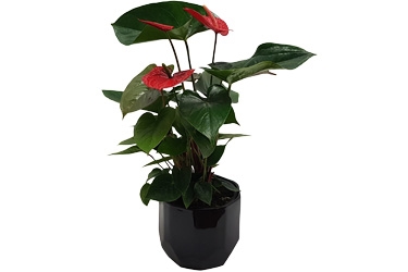15cm Anthurium Bugatti Red in ceramic.jpg