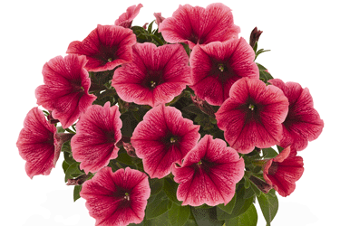 40396_Potunia-Plus-Strawber.gif