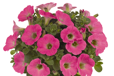 40475_Potunia-Plus-Hot-Pink.gif