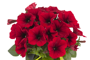 40553_Potunia-Red-2015_7914.gif