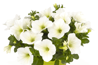 40573_Potunia-Plus-White_79.gif
