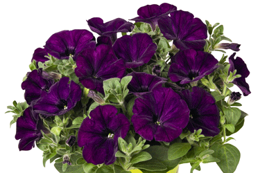 40672_Potunia-Plus-Cobalt-B.gif