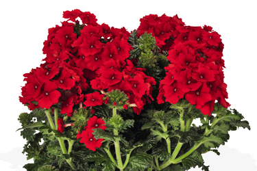 42216_Empress-Flair-Red_386.gif