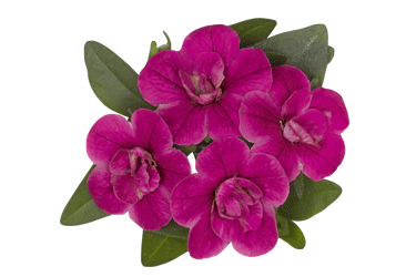 43621_Aloha-Double-Purple_2.gif