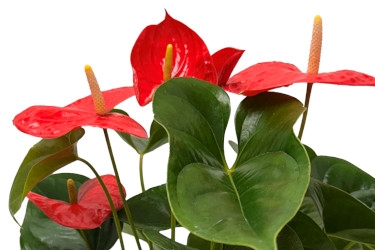 Anthurium Variety Thumbnail Delicia.jpg