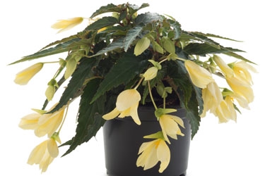 Begonia Waterfall Beauvilia Lemon Variety Thumbnail.jpg