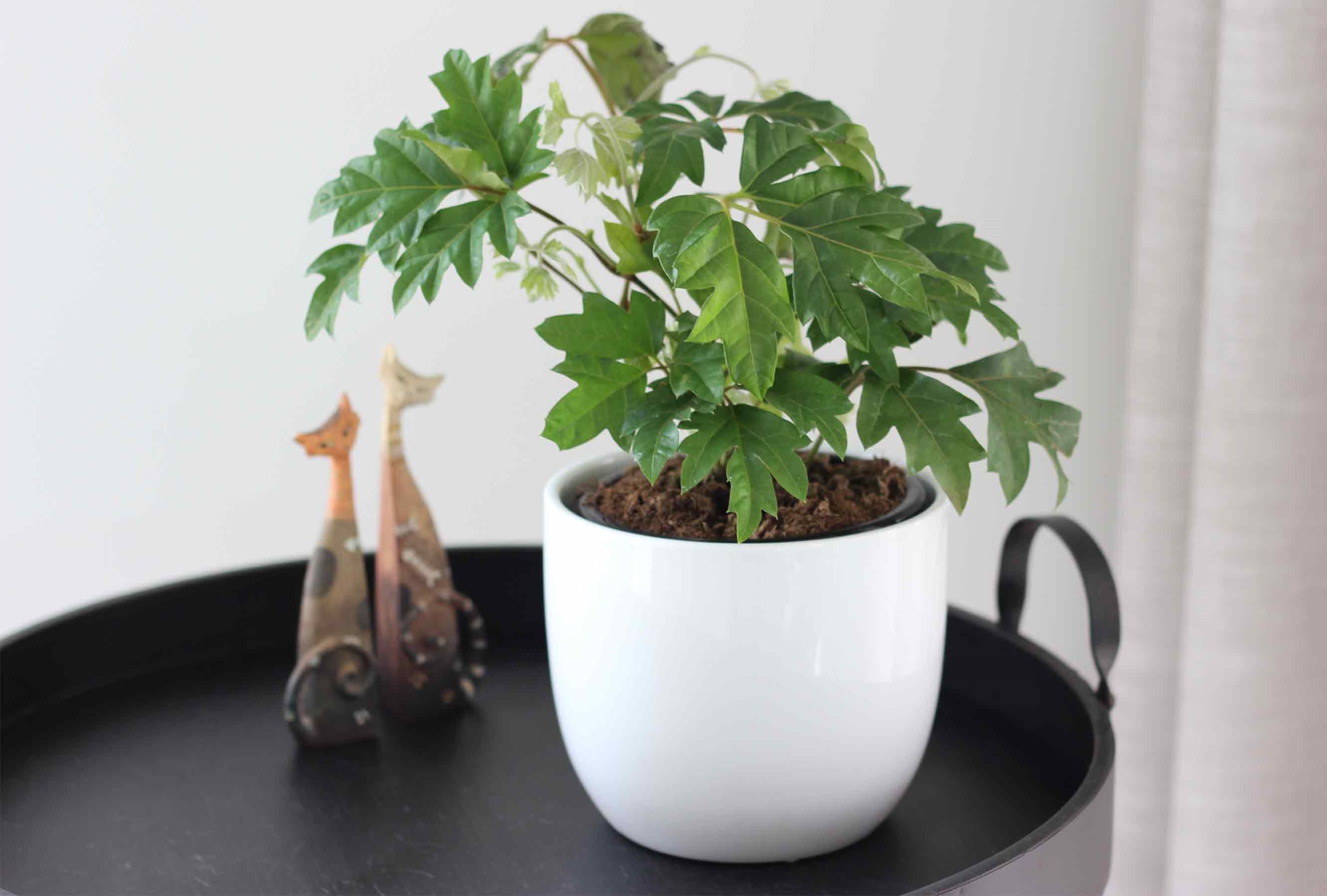 Plant Finder