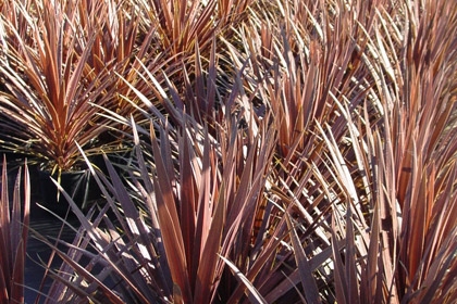 Plant Finder