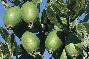 Feijoa Fruit Variety Thumbnail 2.jpg