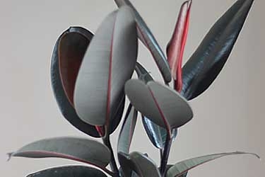 Plant Finder