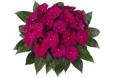 Impatiens Tamarinda Purple Variety Label.jpg