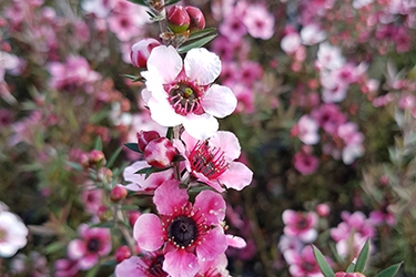 Leptospermum Keatlyii.jpg