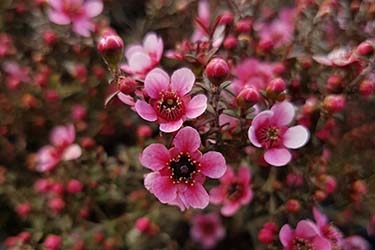 Leptospermum Nanum Rurutn.jpg