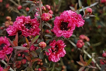 Leptospermum Red Damask.jpg