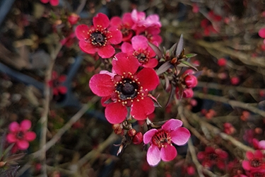 Leptospermum Red Falls.jpg